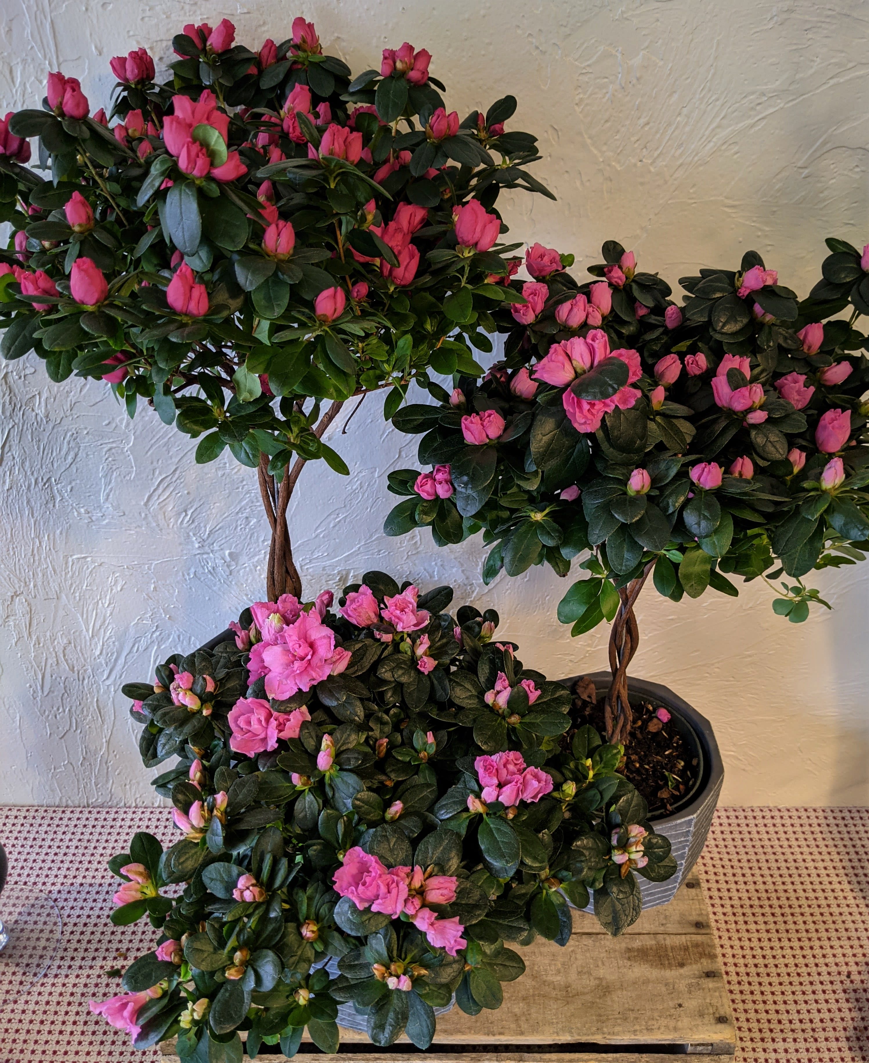 Azalea House Plant Tree Azalea: Profile, Cultivation & Winter Care