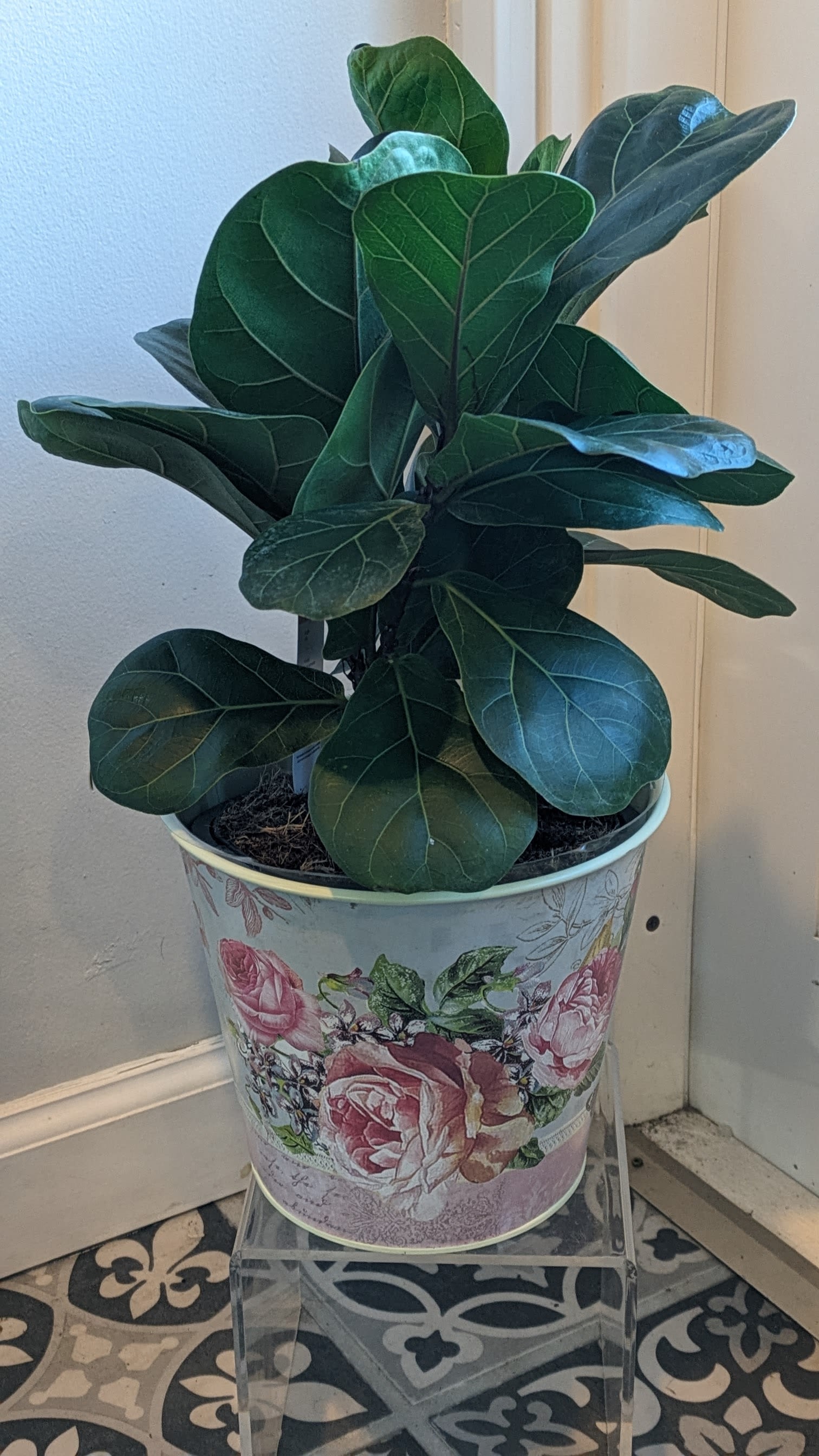 Fiddly Fig in a Floral Tin by Acacia Flower & Gift Shop