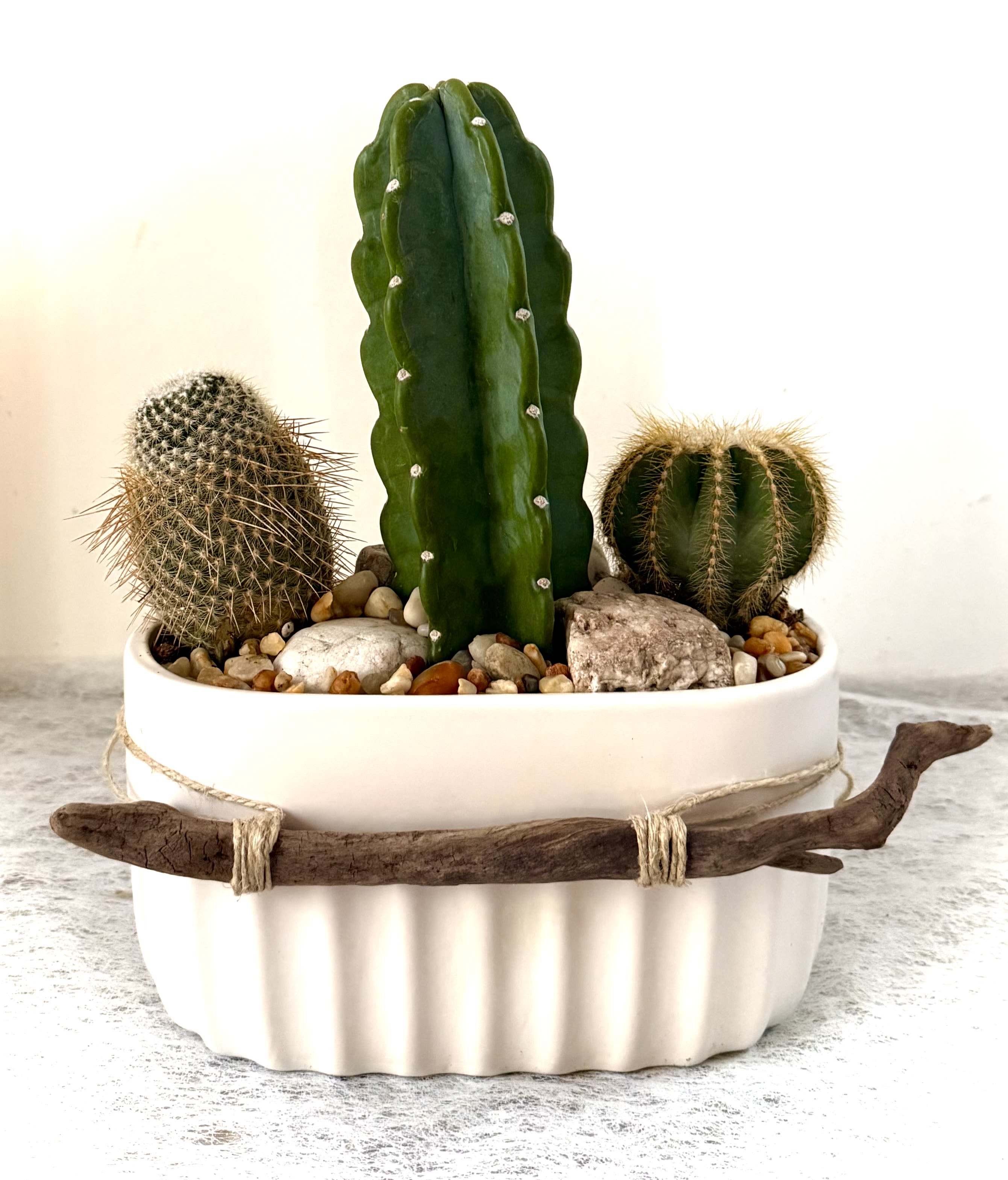 Cactus trio by Shoots and Blooms of D.C.