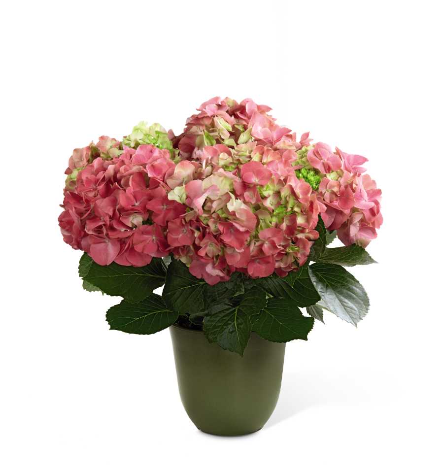 Hydrangea Planter in Miami Beach, FL | Miami Beach Flowers®