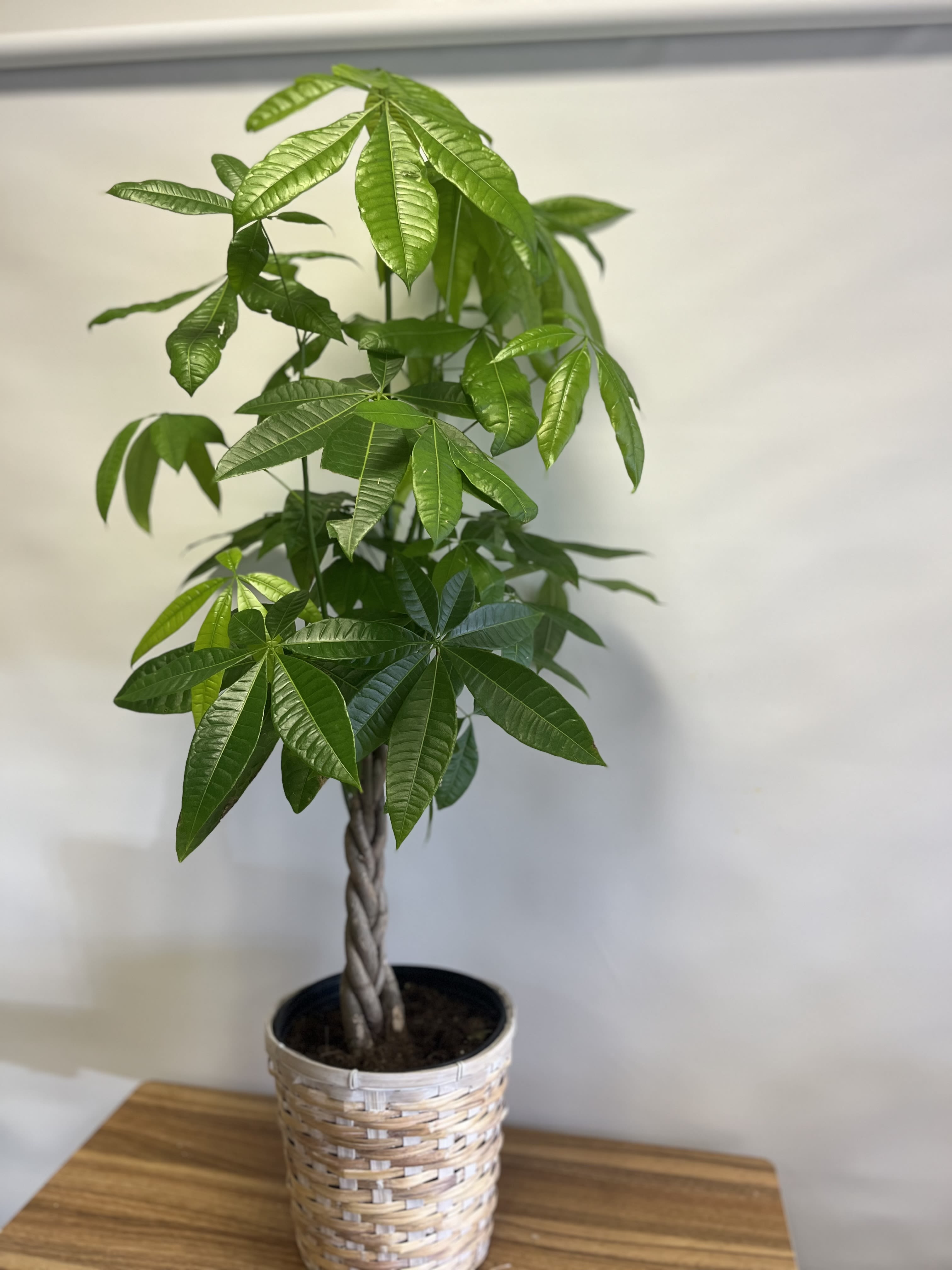 Braided Money Tree Plantby Cynthia's Flower Shop