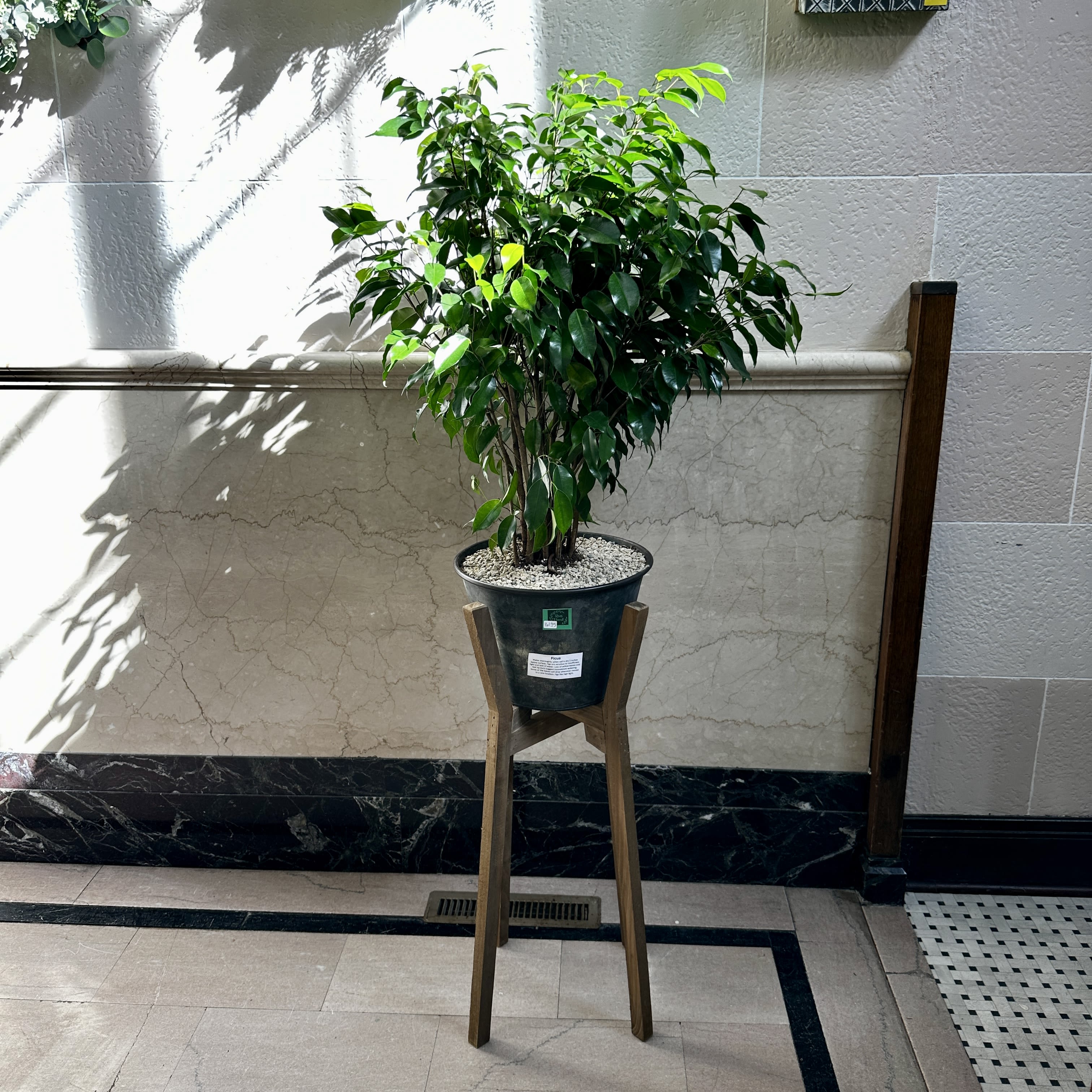 8 Inch Ficus Planter with Wooden Stand by Rens Floral
