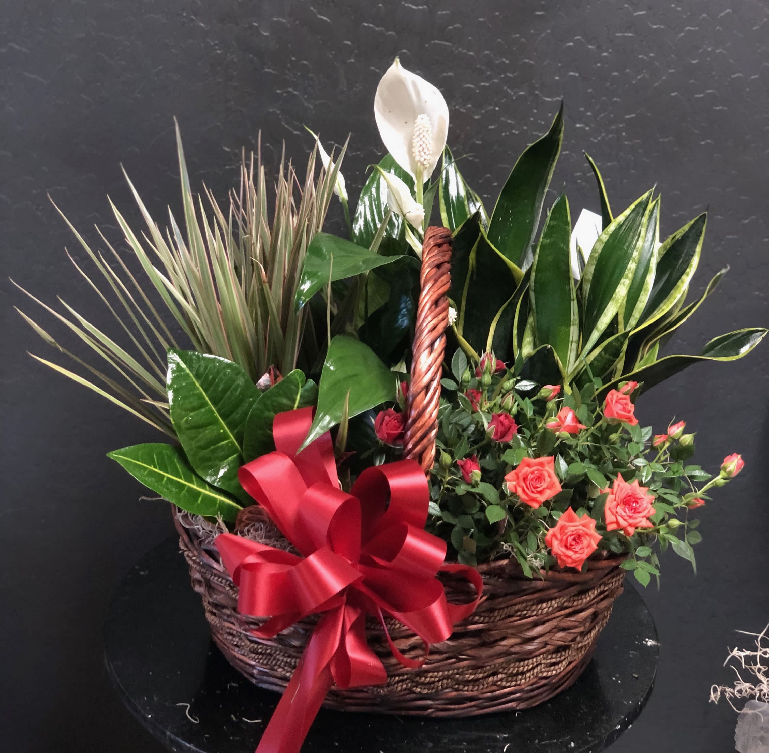 Infinity’s Blooming Plant Dishgardenby Infinity Floral Designs