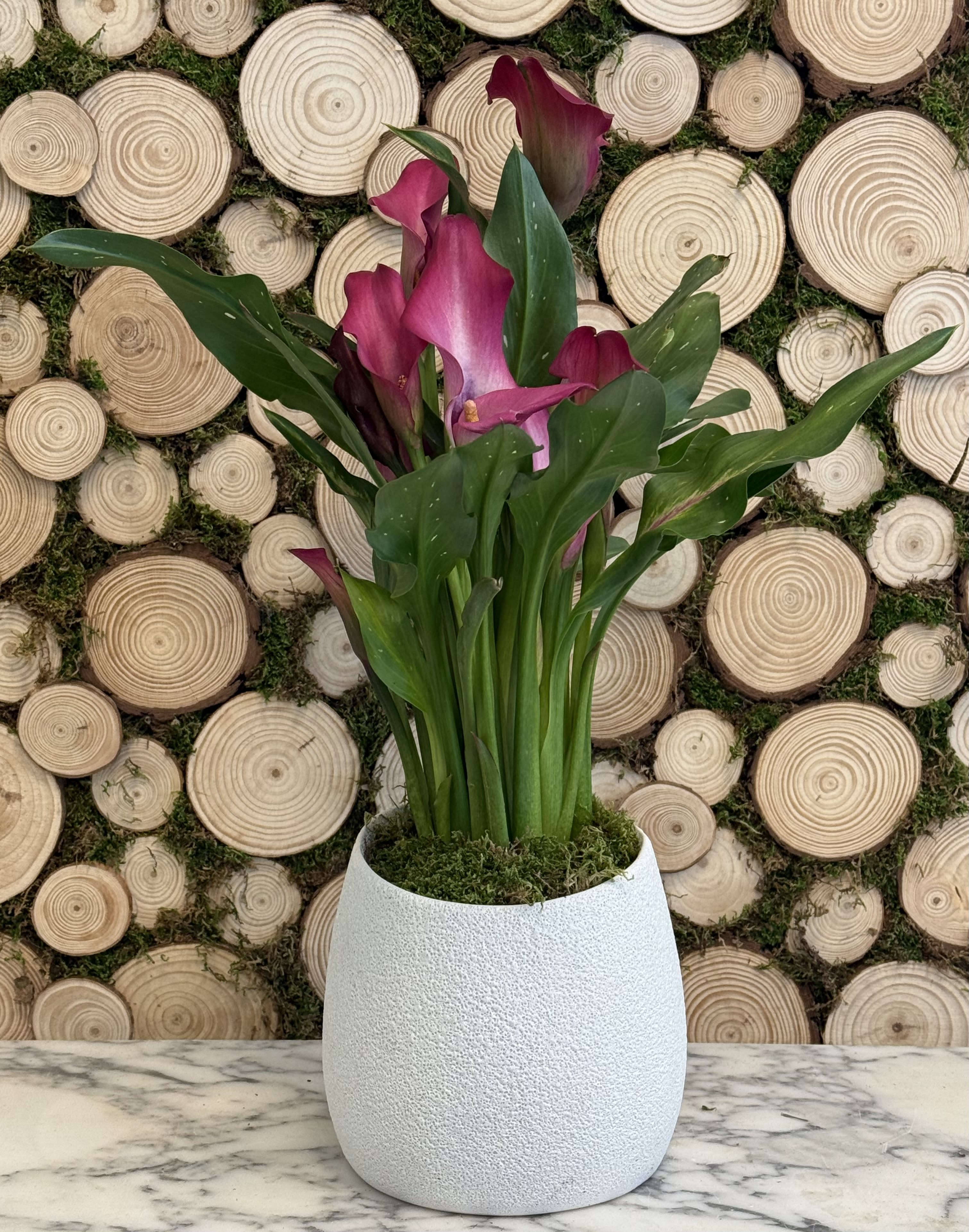 Pink Calla Lilyby Flora Cape Cod