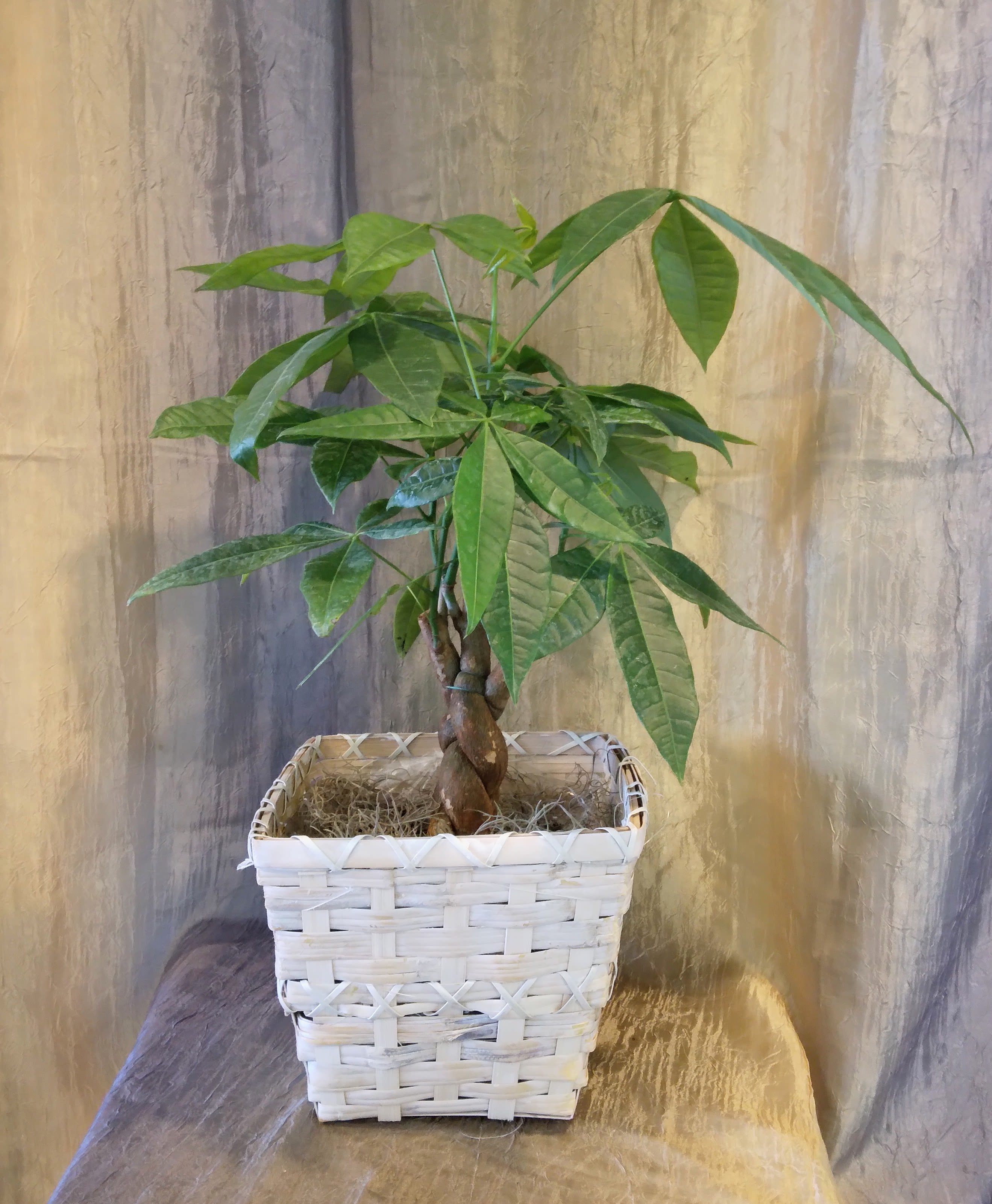 Braided Money Tree (Pachira aquatica) ~ Flower A Dayby Flower A Day
