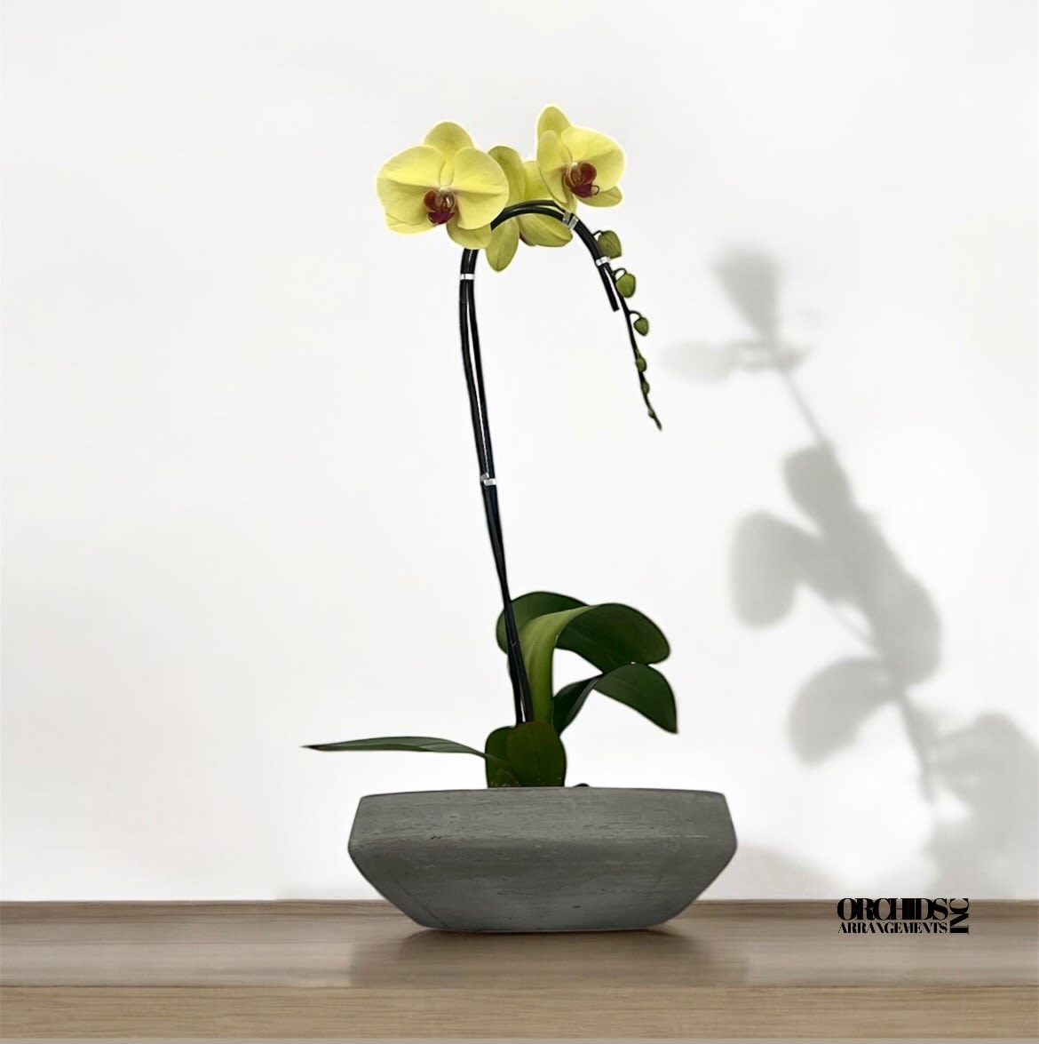 Single Yellow Elegant Orchidby Orchids Arrangements