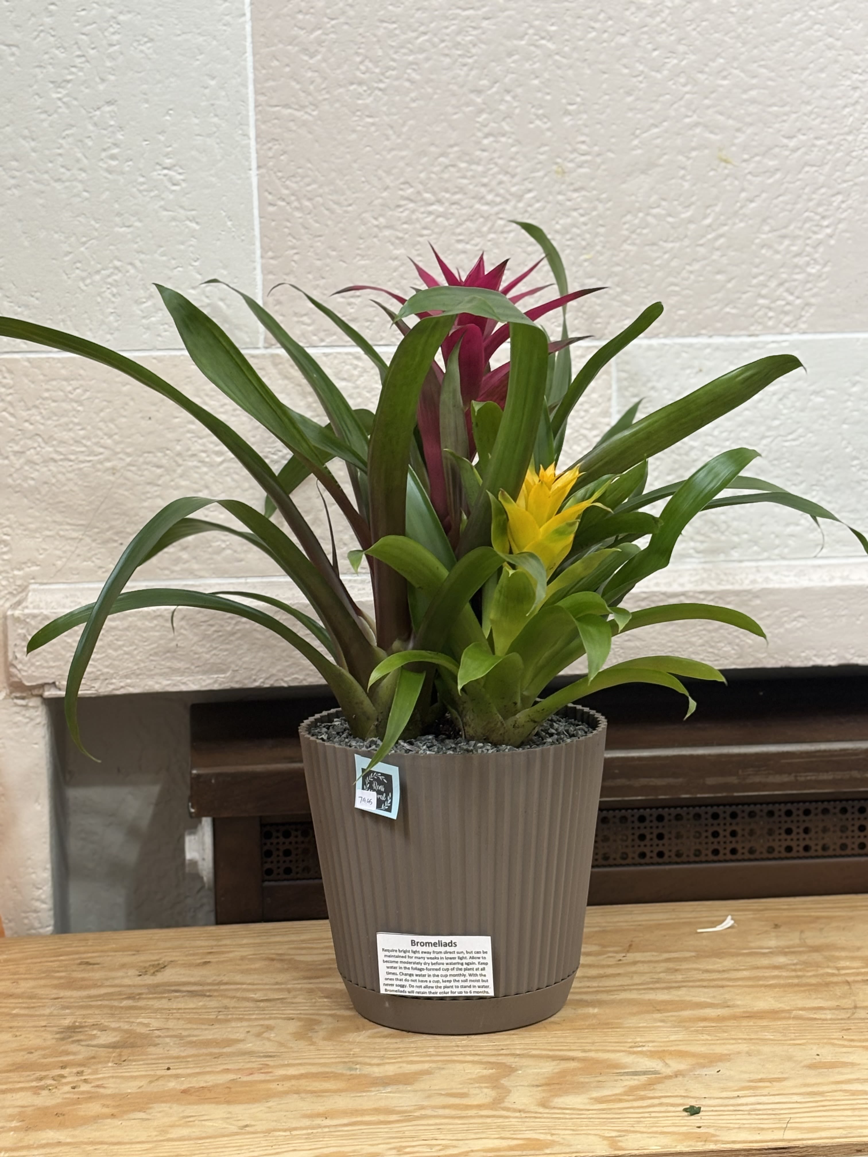 8" Bromeliad Garden by Rens Floral