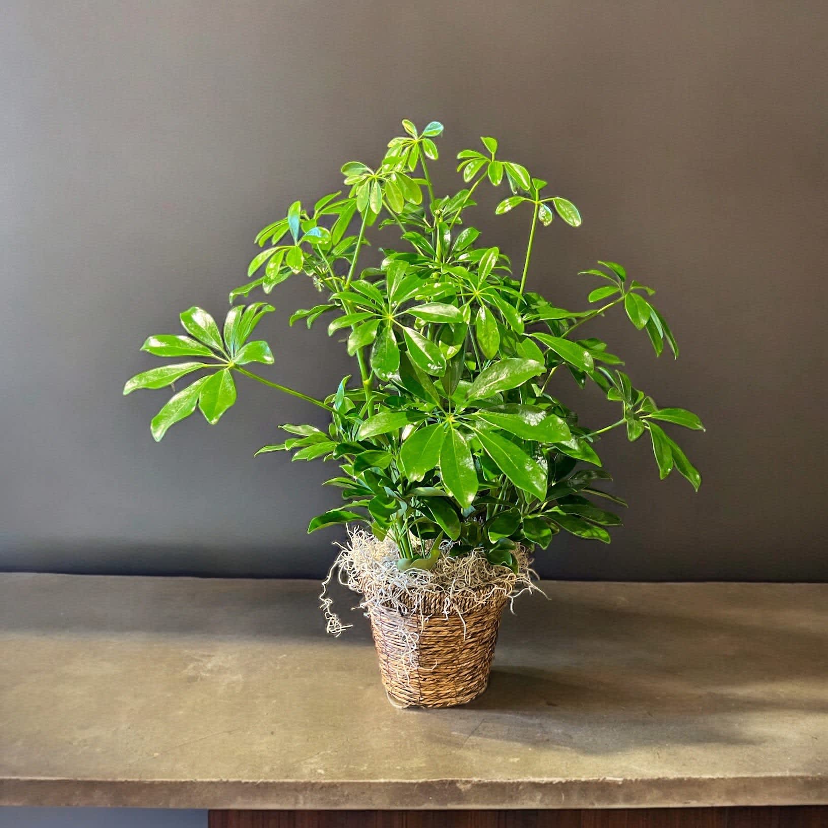dwarf schefflera