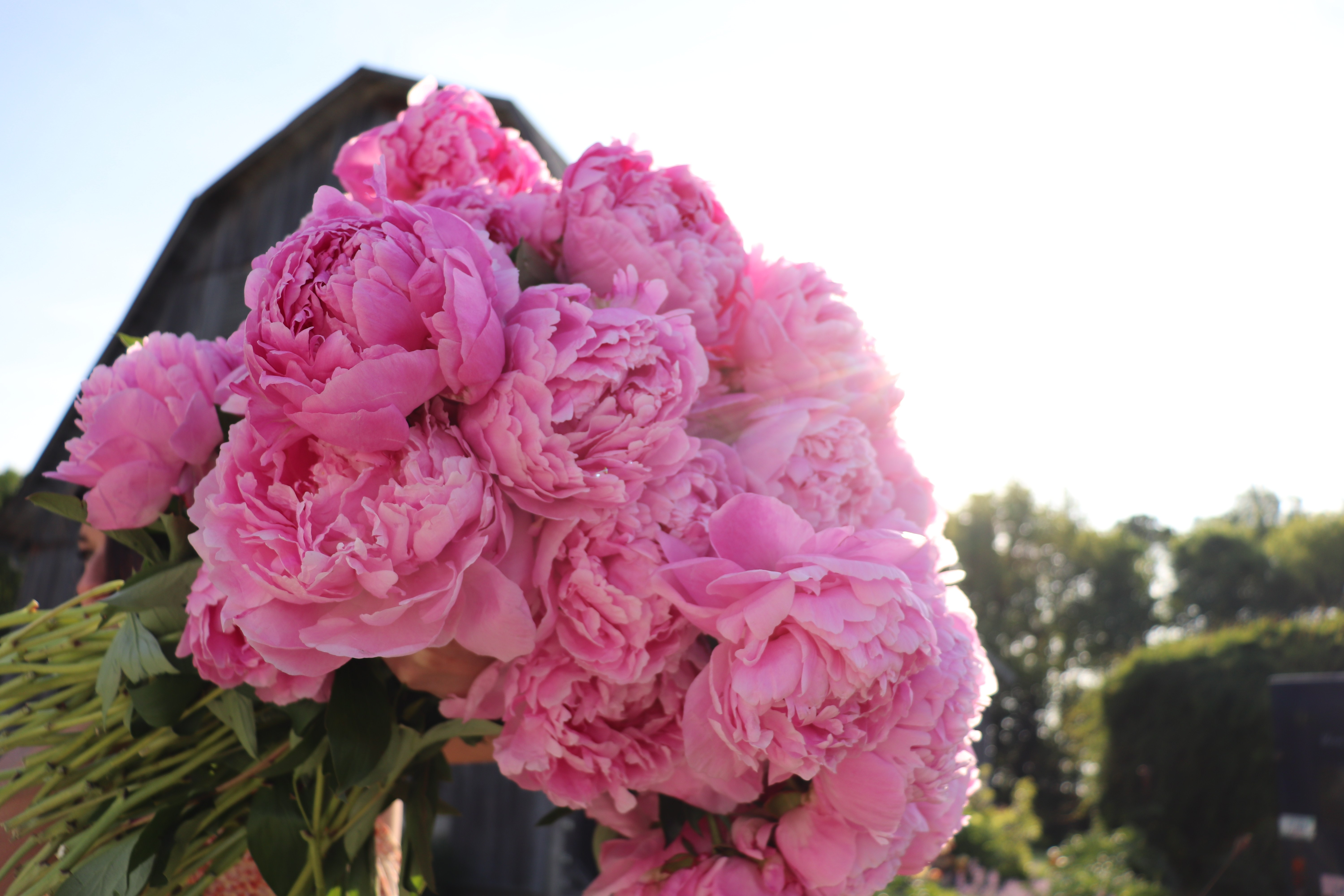 Franklin Florist | Flower Delivery by JP Parker Flowers