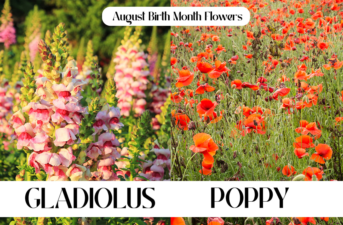 12 Birth Month Flowers & Their Meanings | Blog | Alpha Floral