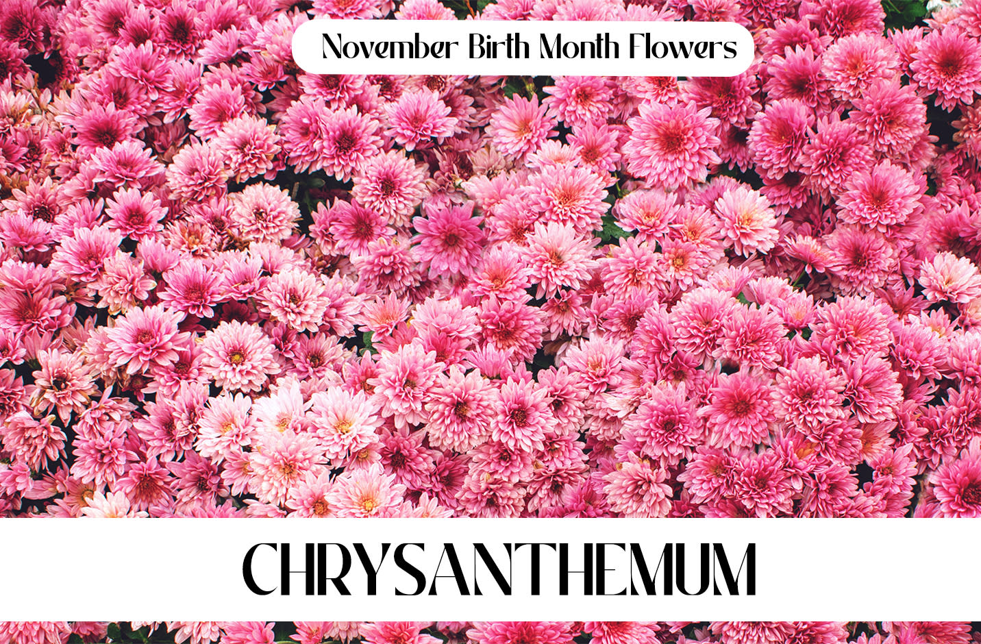 12 Birth Month Flowers & Their Meanings | Blog | Alpha Floral