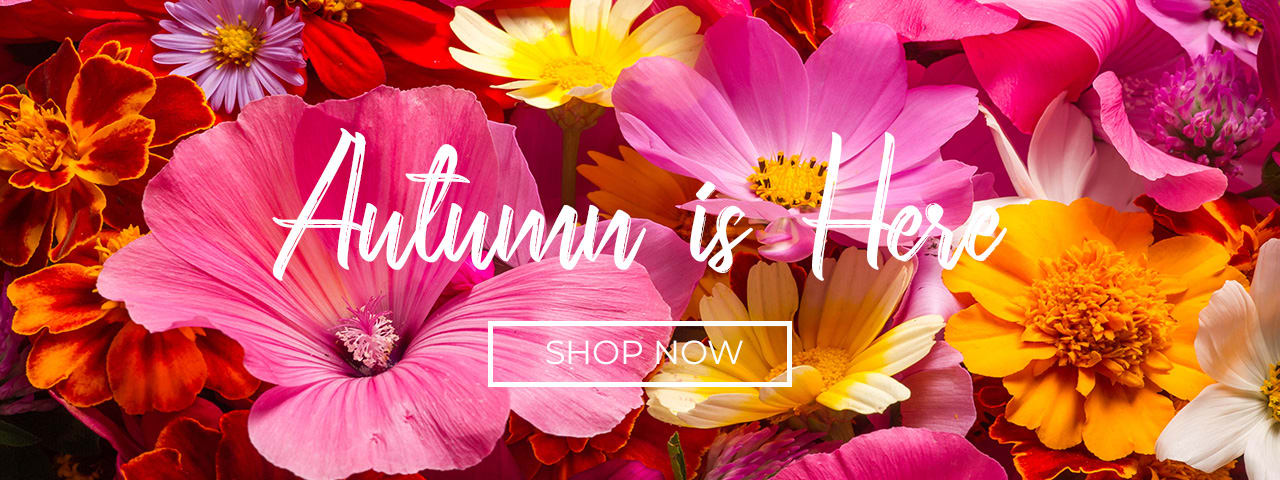 Silver Spring Florist | Flower Delivery by BethMichaels Floral & Events ...