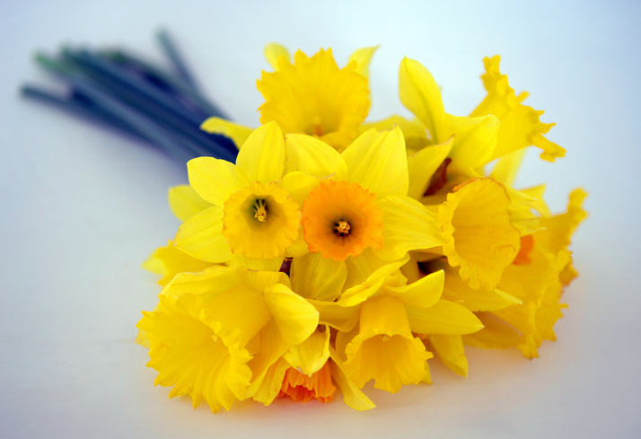 Flower Meanings | Exceptional Flowers & Gifts
